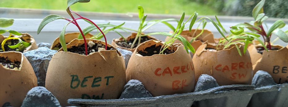 Egg Shell Seed Starters